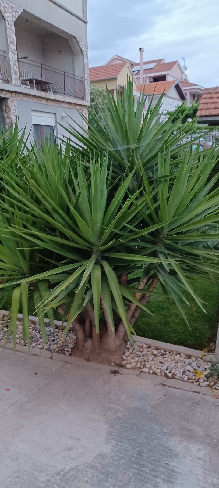 Juka / Juke / Yucca ZADAR