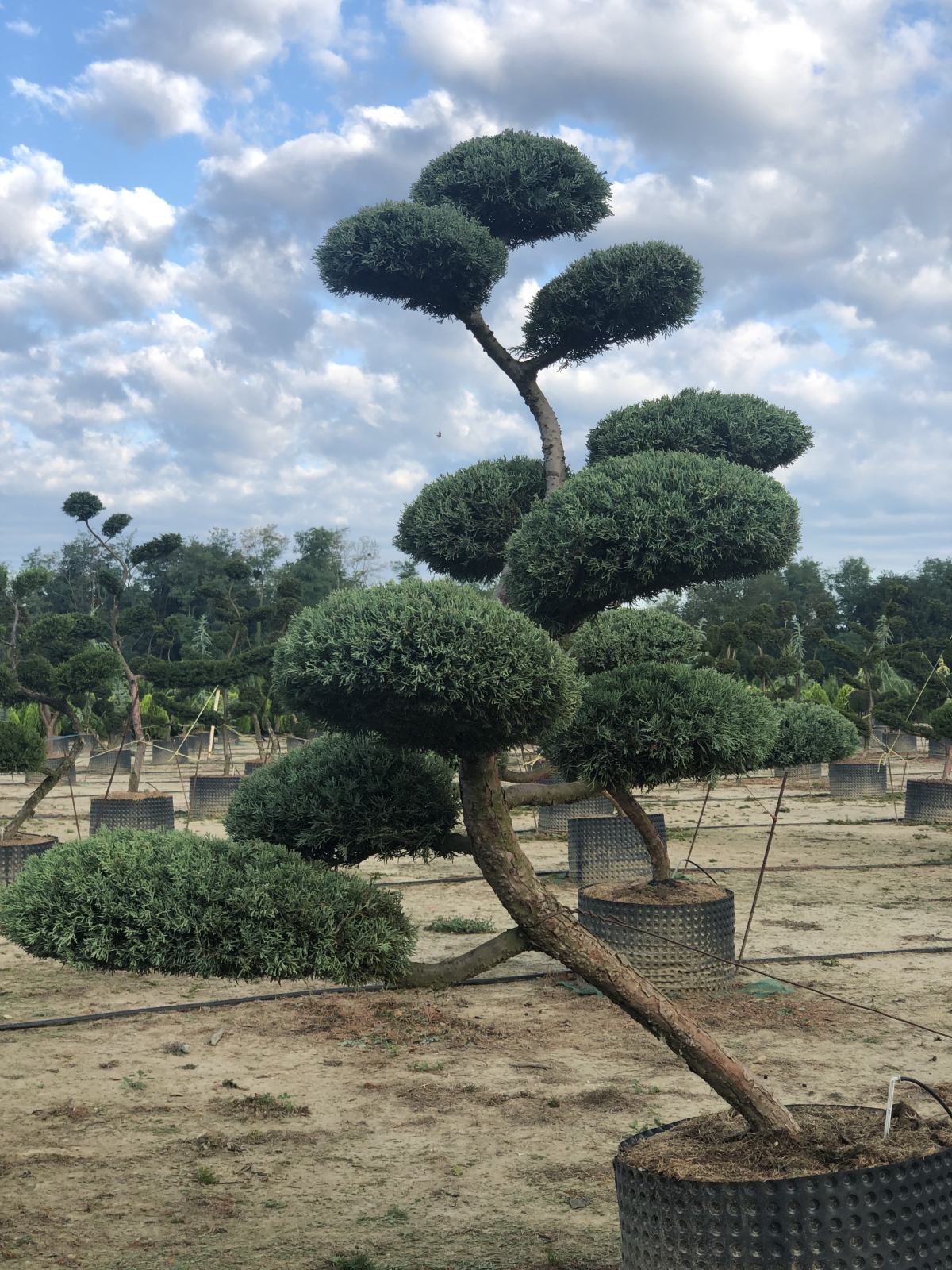 Juniperus pfitzeriana Hetzii topiary, niwaki, 160-170cm
