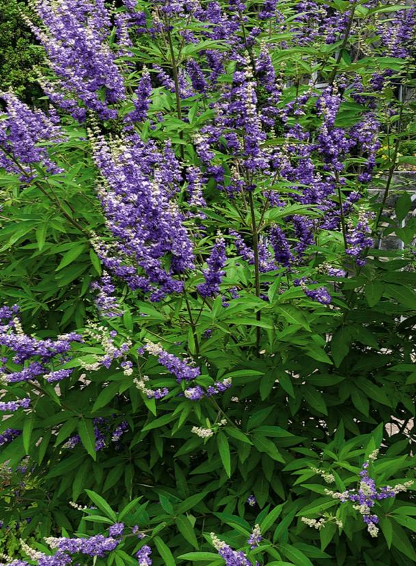 Konopljika -Vitex agnus- /sadnice