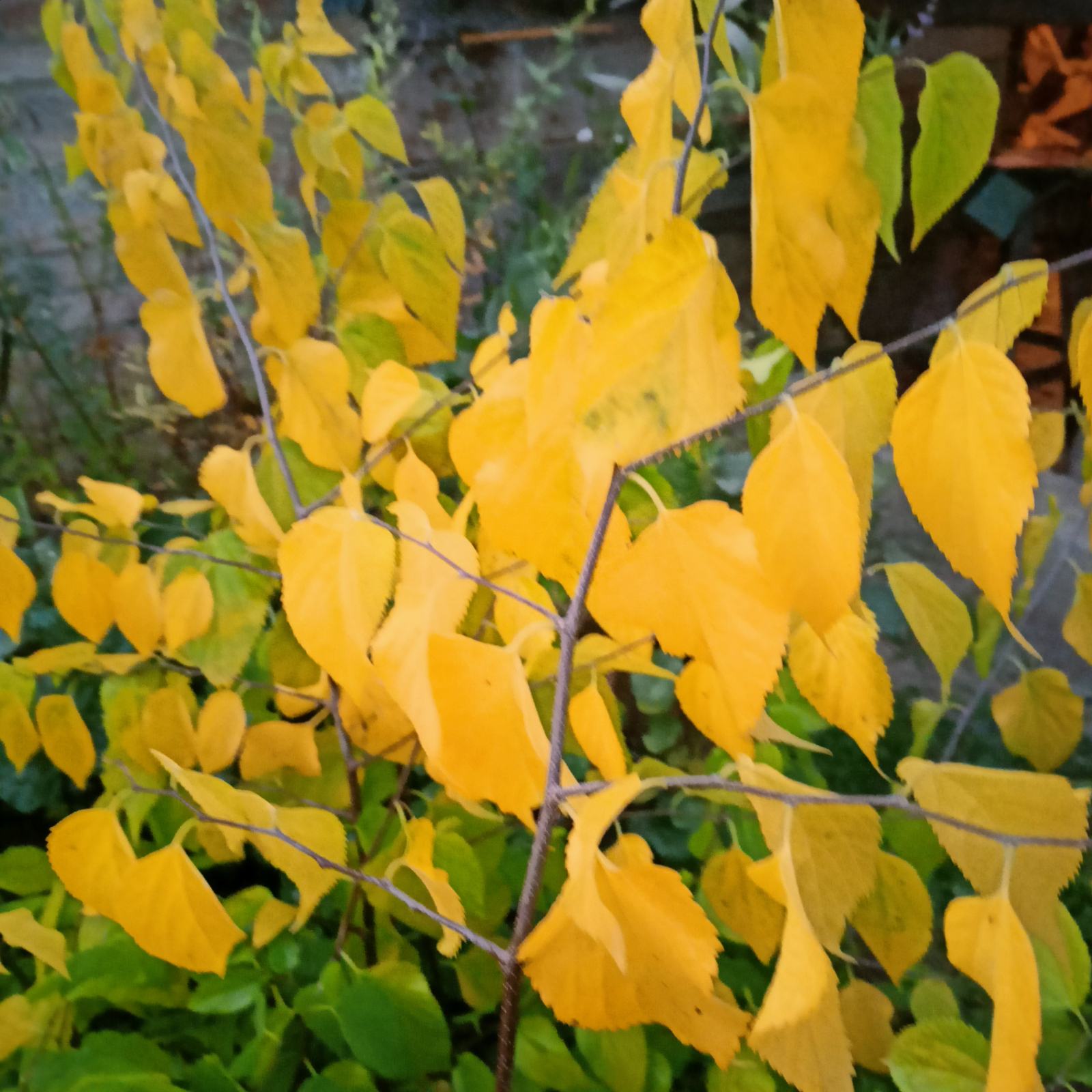 Koprivić Celtics australis sadnice