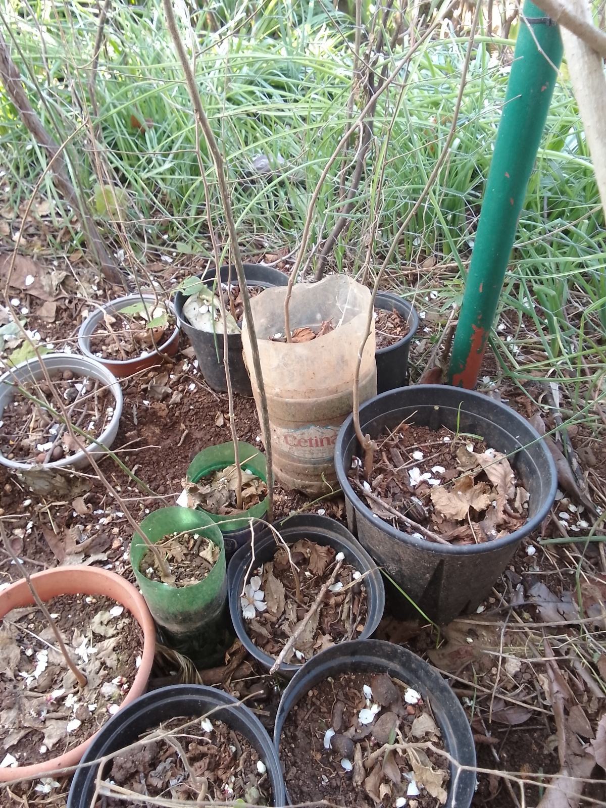 Koprivić, ladonja, crna kostela