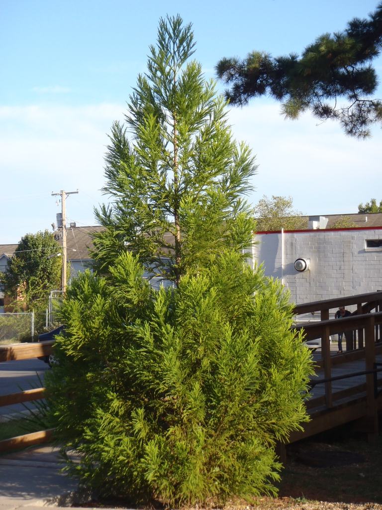 Kriptomerija / Japanski cedar (cryptomeria japonica) - sadnica