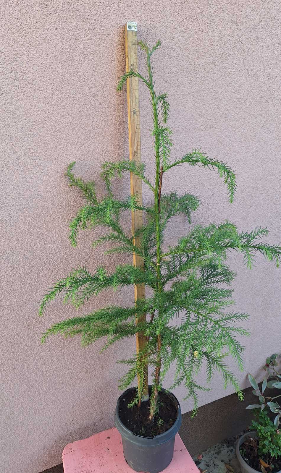 Kriptomerija / Japanski cedar (cryptomeria japonica) - sadnica