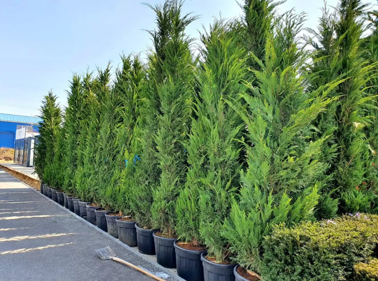 Lejlandski Cempres Cupressocyparis Leylandii 1-4m Lejlandi Dostava