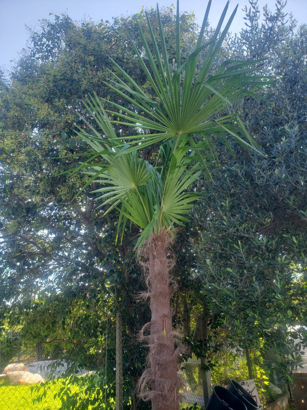 Lepezasta palma visoka 3 metra