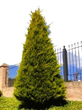 Leylandi, lejlandi cempres, najkvalitetnije sadnice 15/25cm u multipal