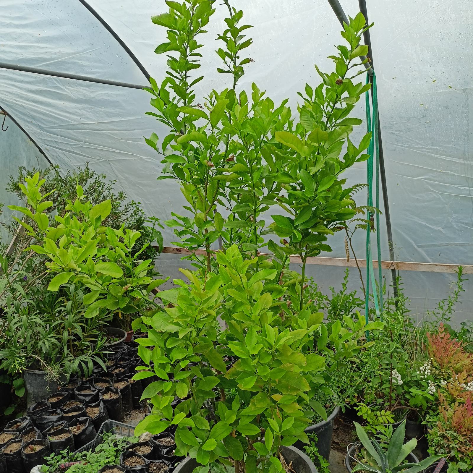 Limun Citrus limon sadnice