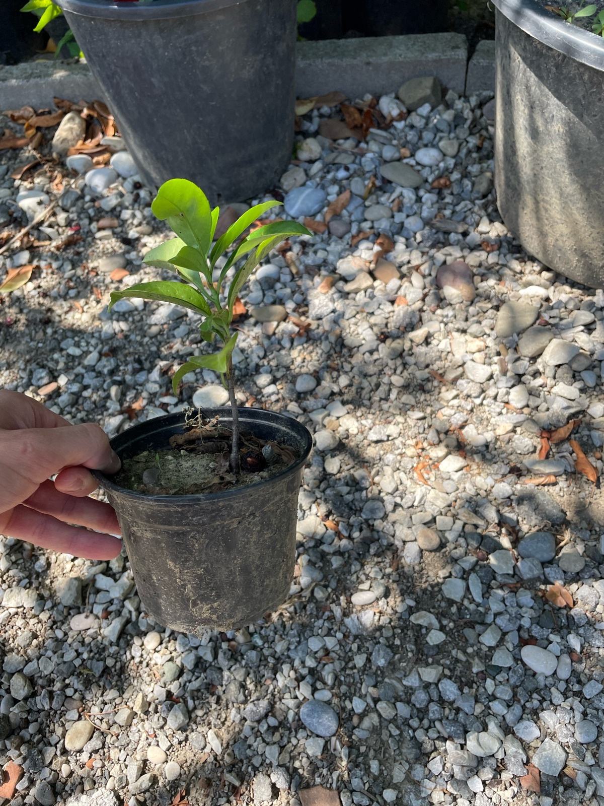 Lovor višnje , Fotinije , reznice - jeftino