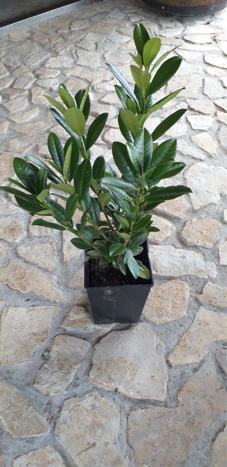 LOVOR VIŠNJE sadnice 60-80 cm