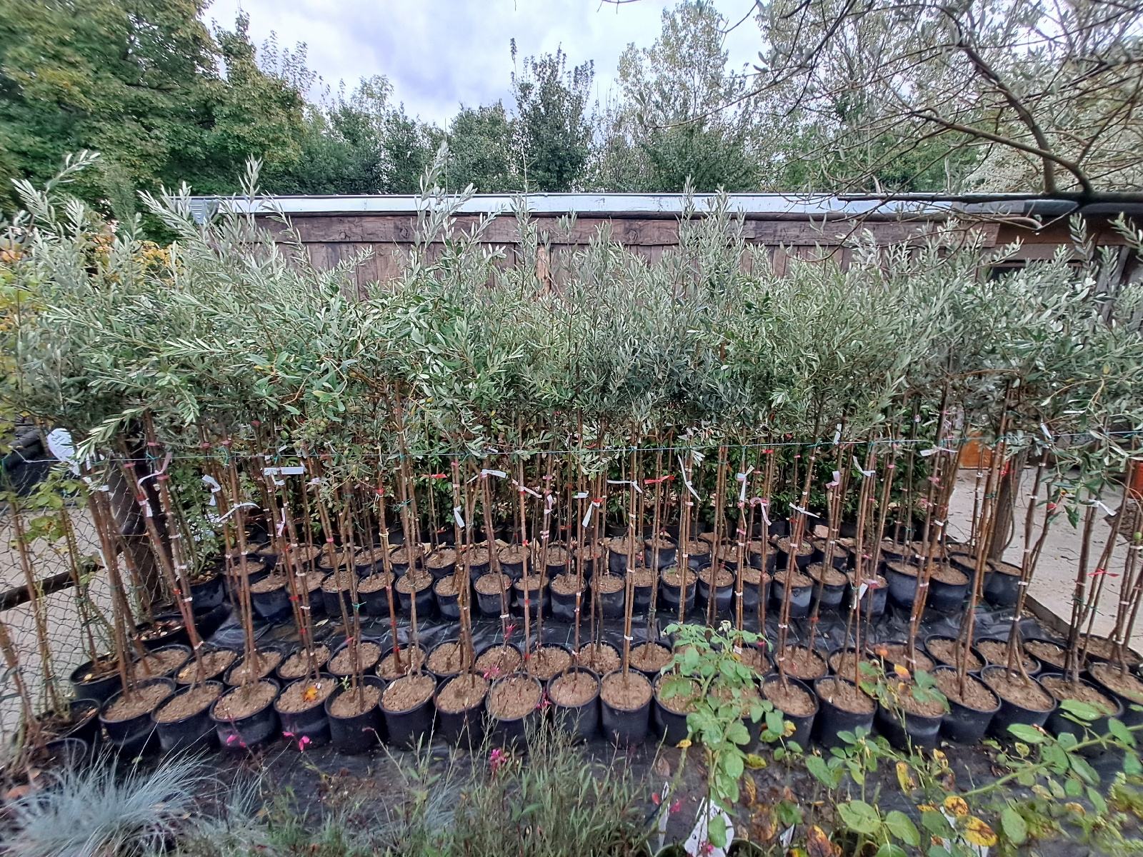 masline prodaja - sadnice maslina