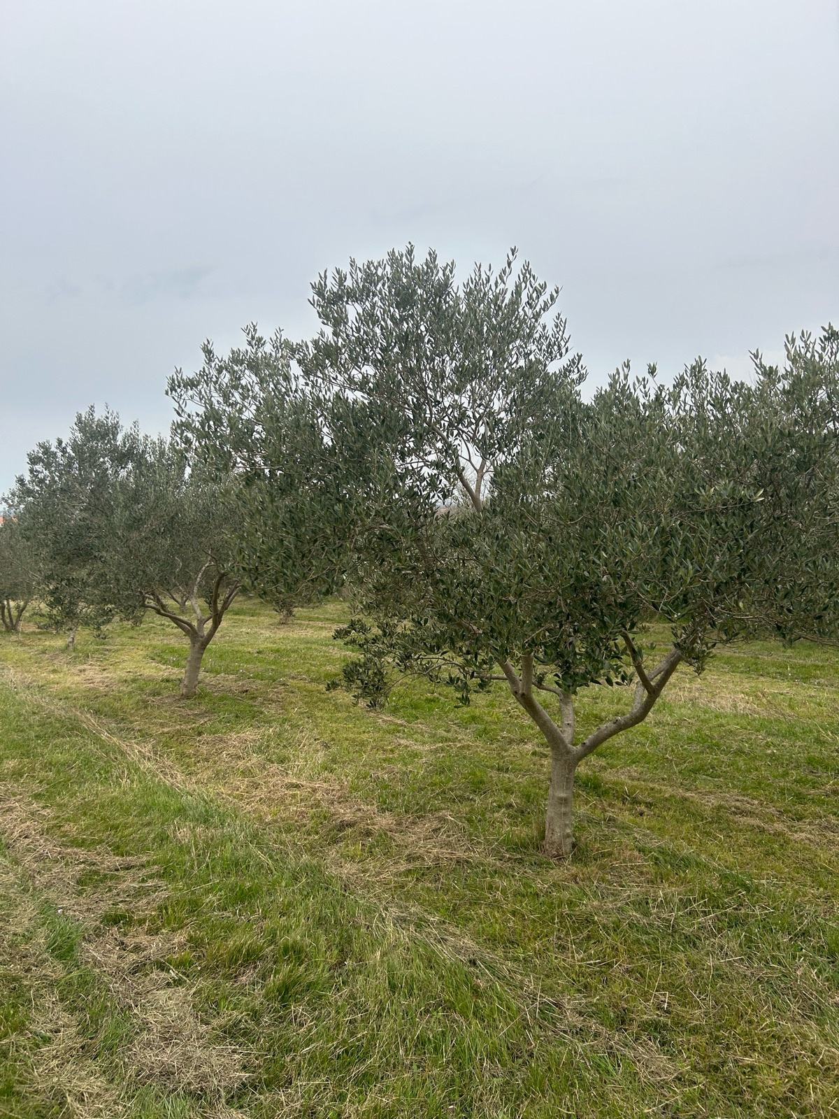 Masline