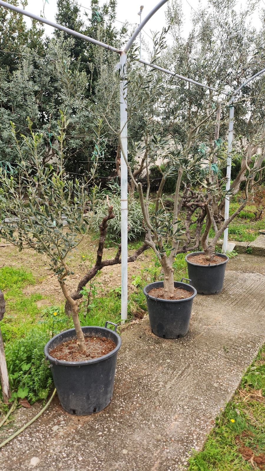 Masline stablo, Masline drvo