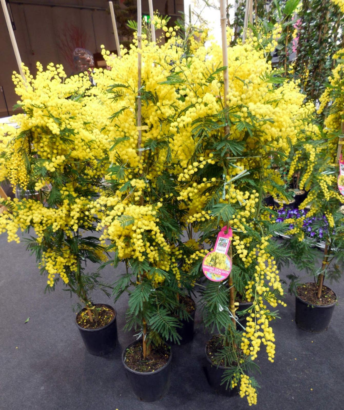 Mimoza sadnice ukrasne