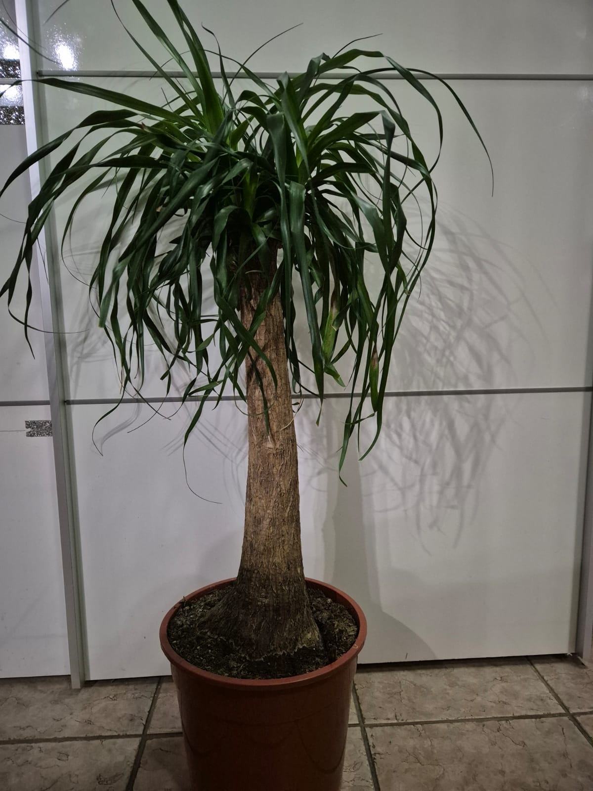 Nolina / baucernea / slonova noga