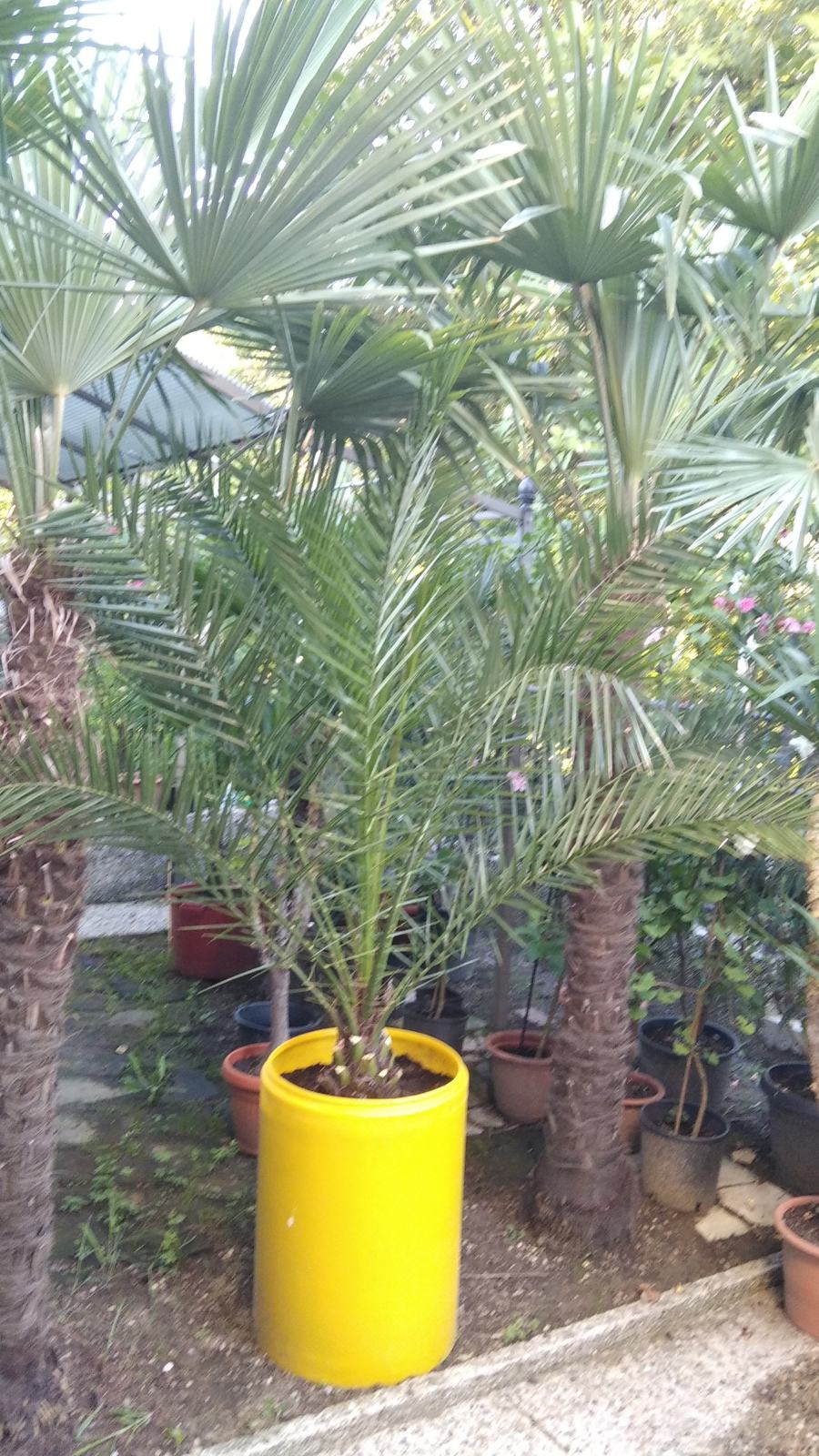 Palma kanarska datulja (Phoenix canariensis)