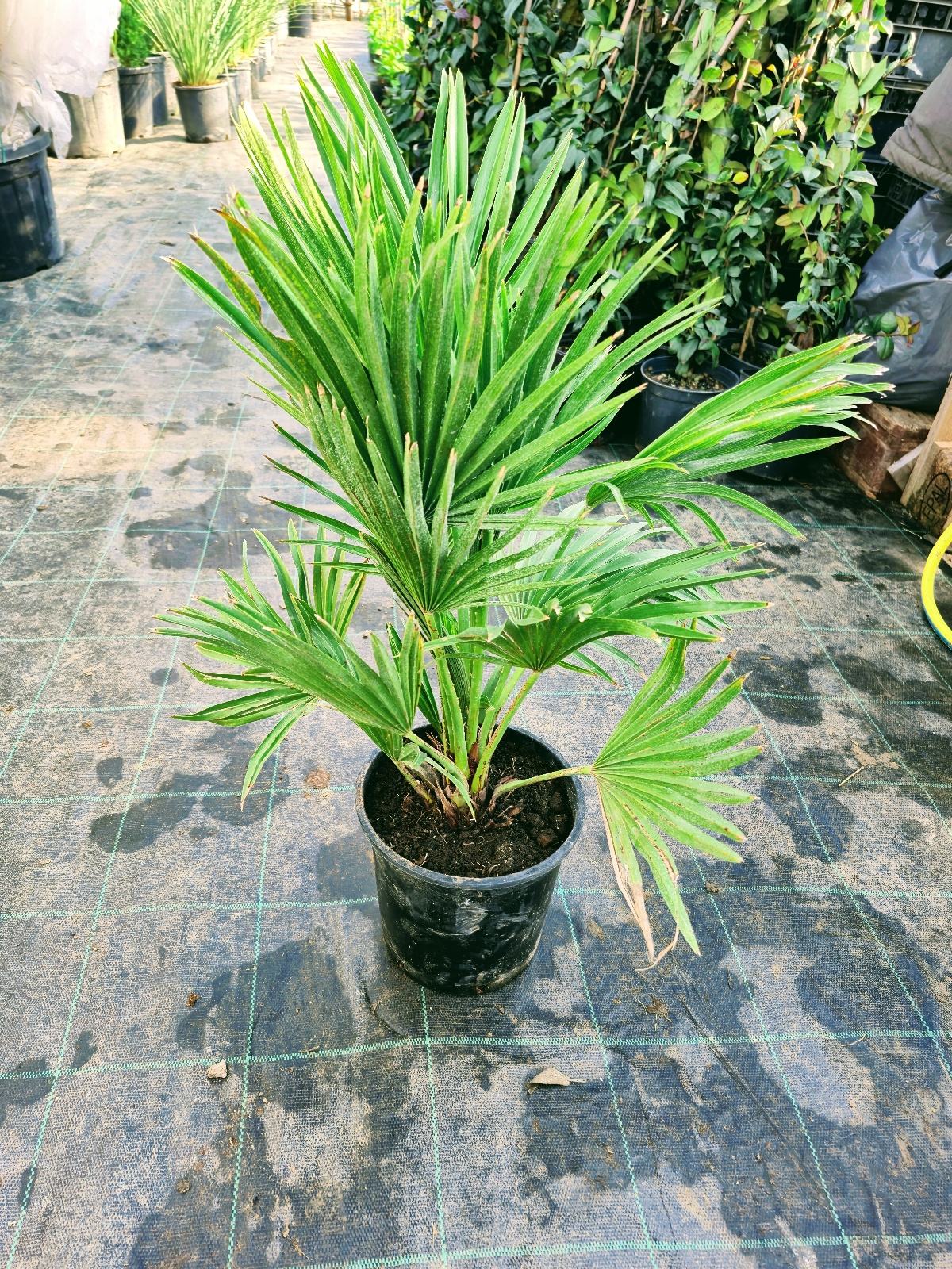 palma mini - mini palma pogpdna za vazu