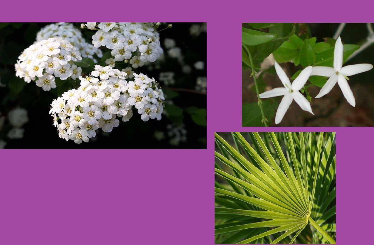 PALMA NISKA ŽUMARA + SPIREA + BIJELI MIRISNI JASMIN, tri sadnice