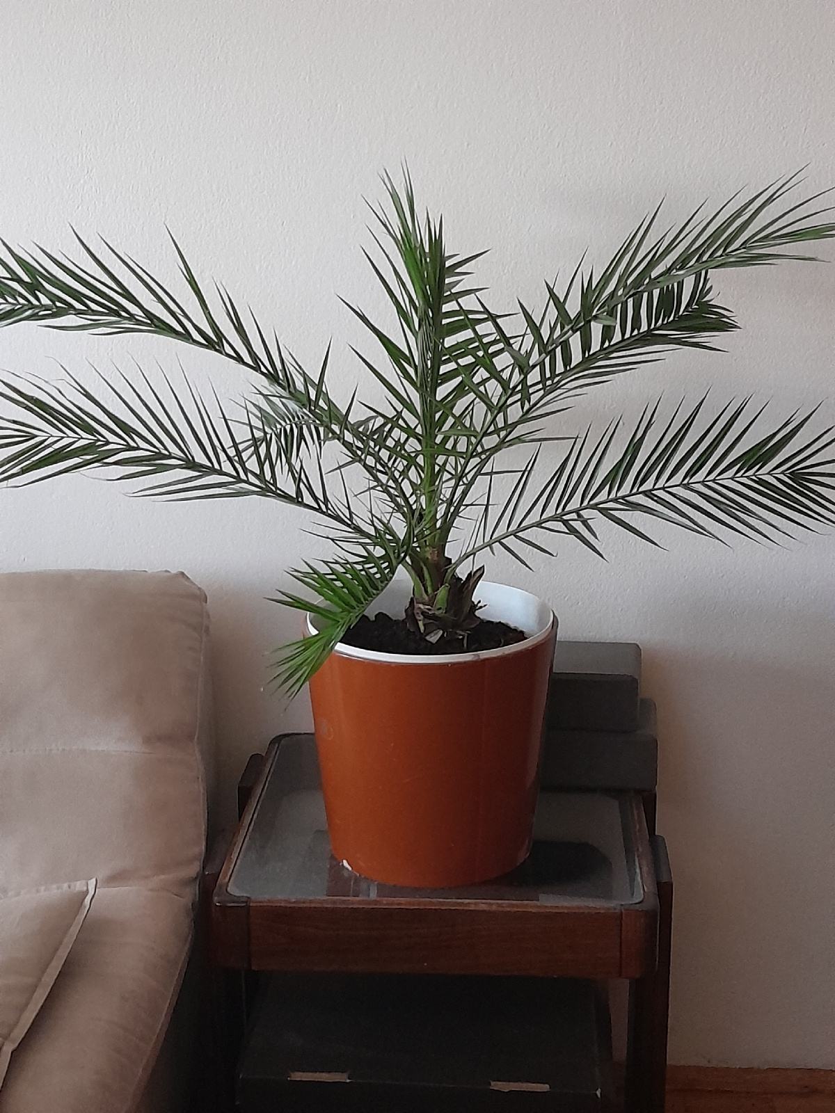 palma phoenix canarienses