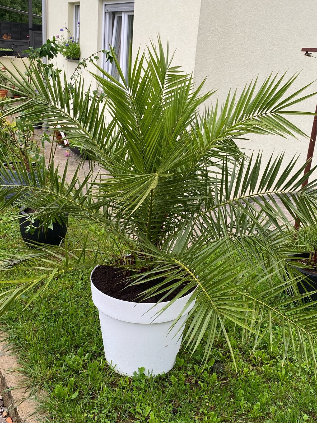 Palma phoenix canariensis