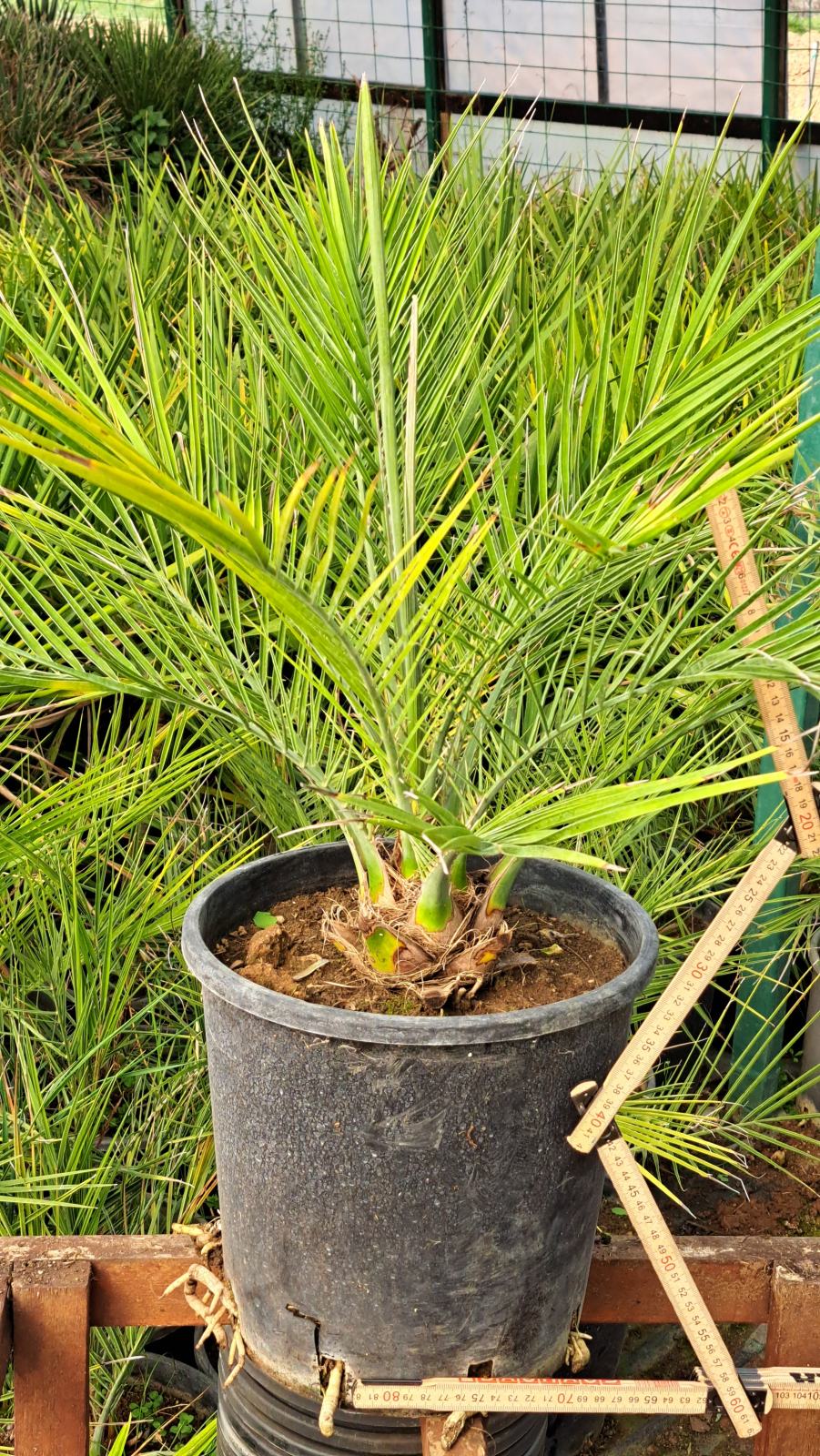 Palma Phoenix loureiroi