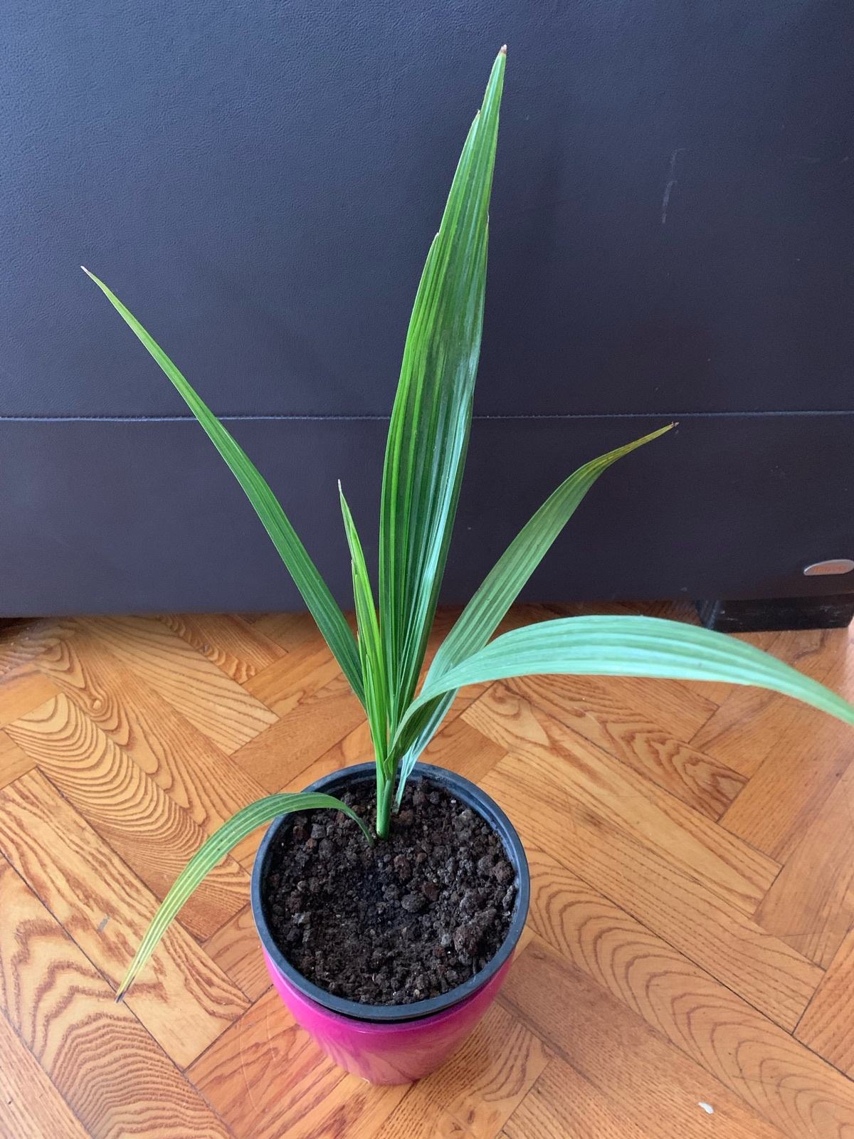 Palme - sadnice 30-50cm