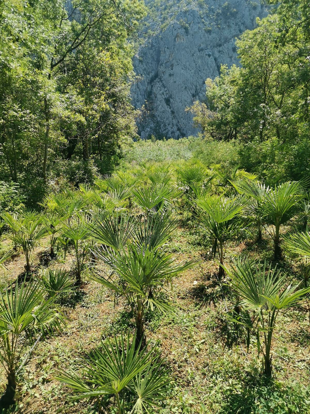 palme