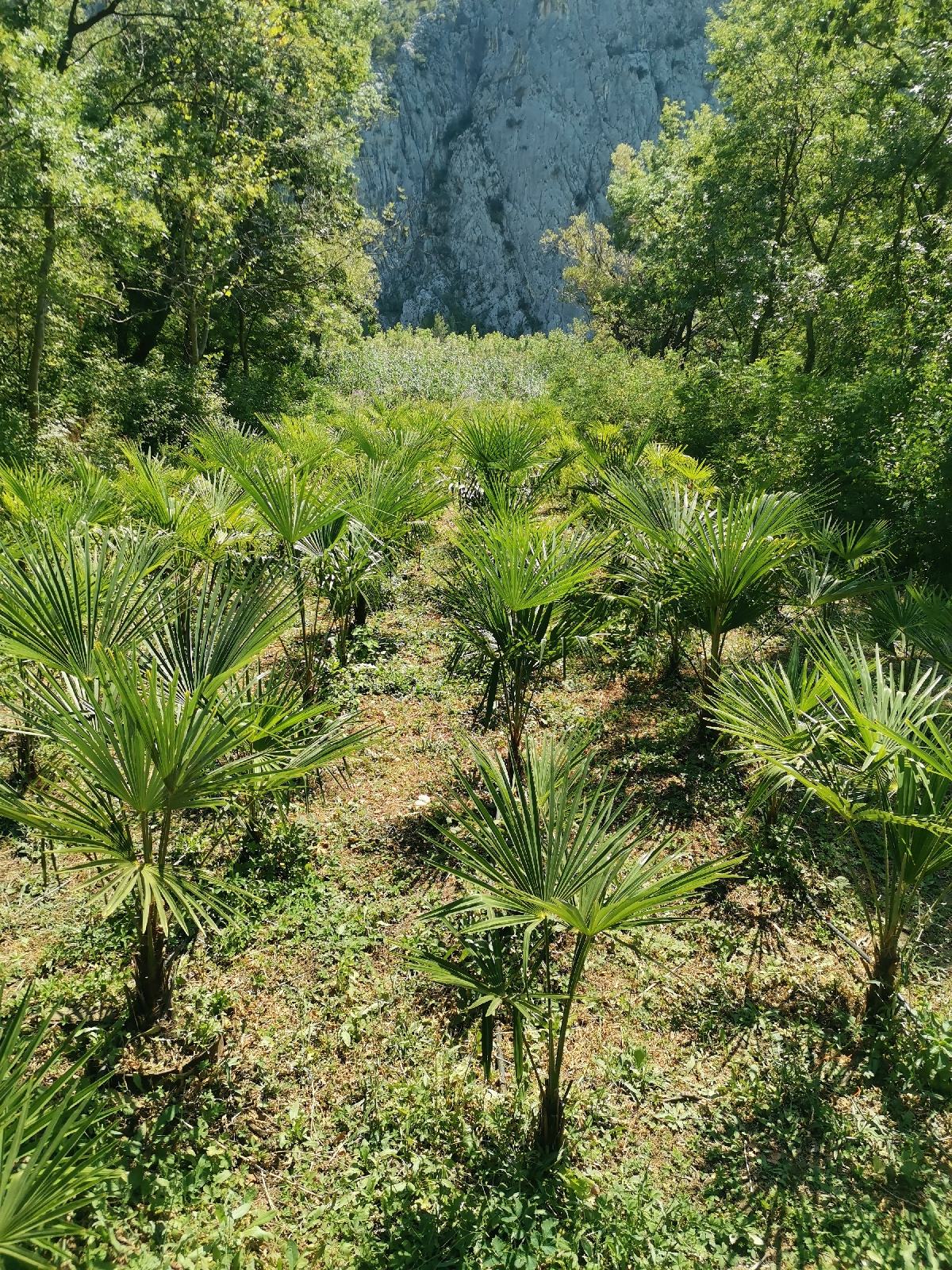 palme