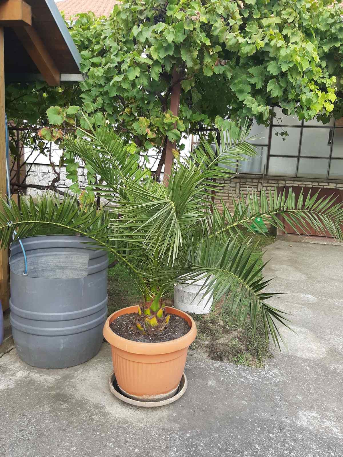 Palme