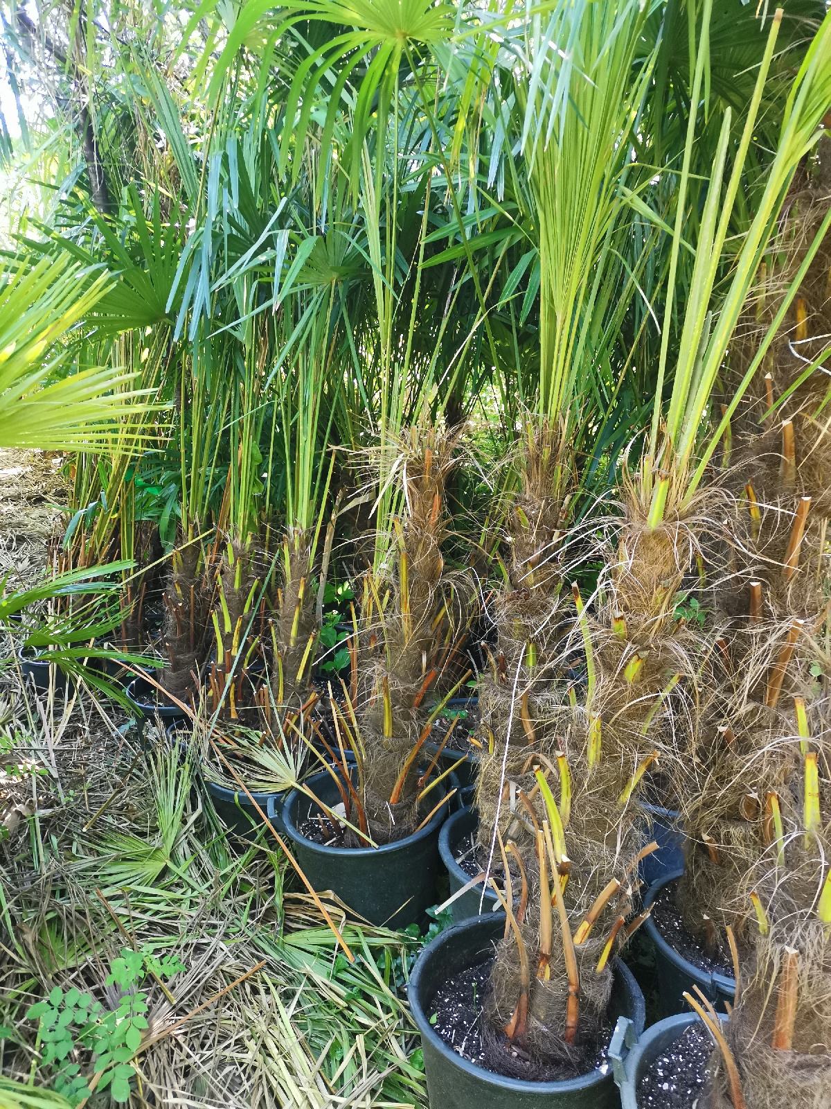 palme