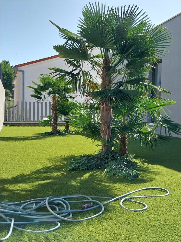 Palme