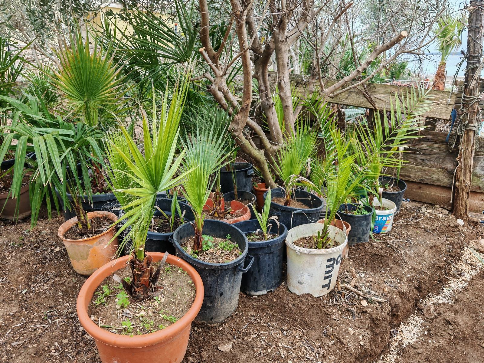 Palme