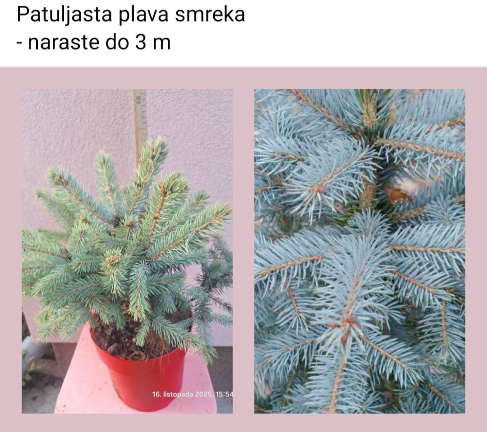 Patuljasta plava smreka
