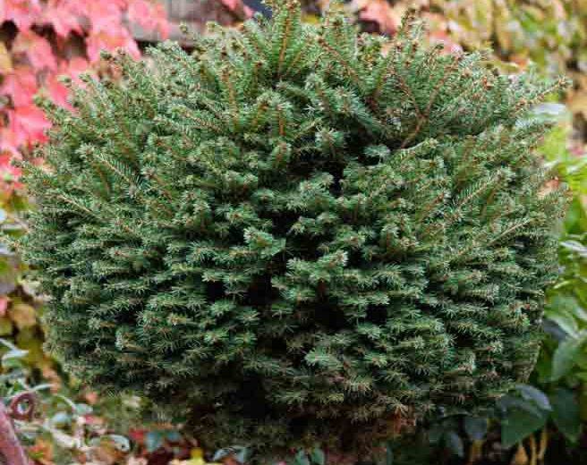 Patuljasta smreka (Picea abies) Little gem