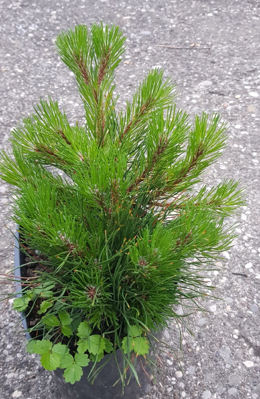 Patuljasti planinski bor