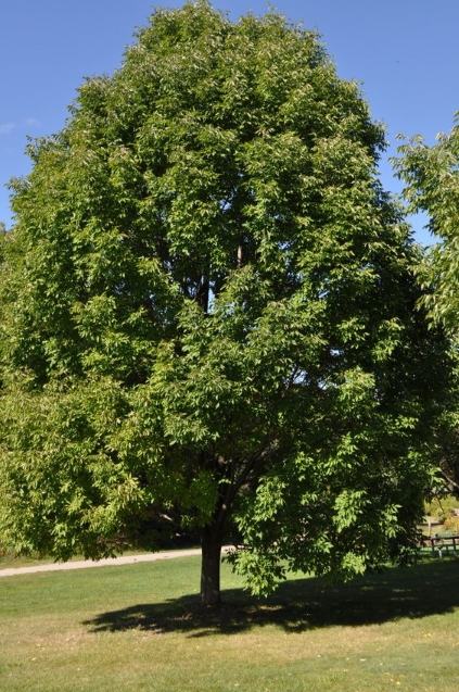 Paulovnija - idealno stablo za brzi hlad - jednogodišnji korijen