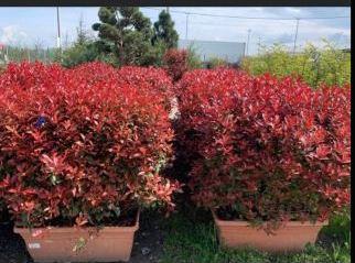 Photinia, gotova živa ograda u žardinjeri