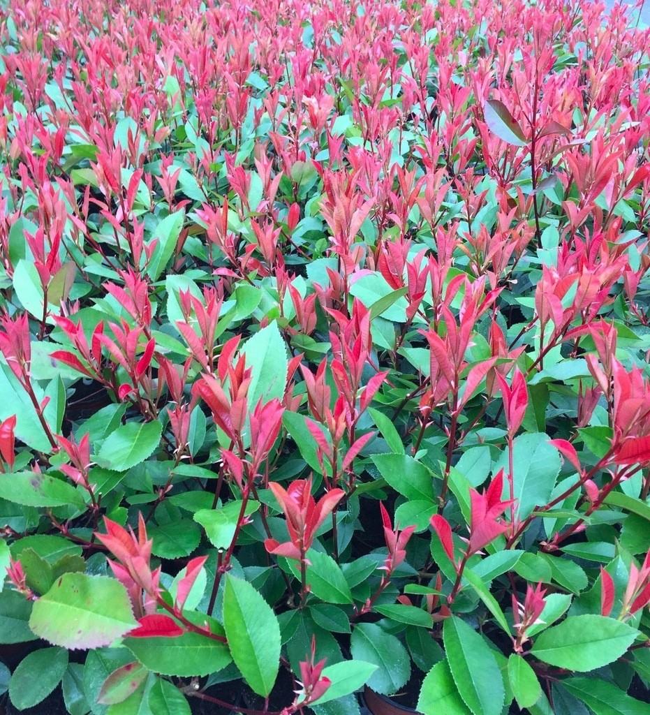 Photinia Red Robin, fotinija 15/25cm u multipaleti