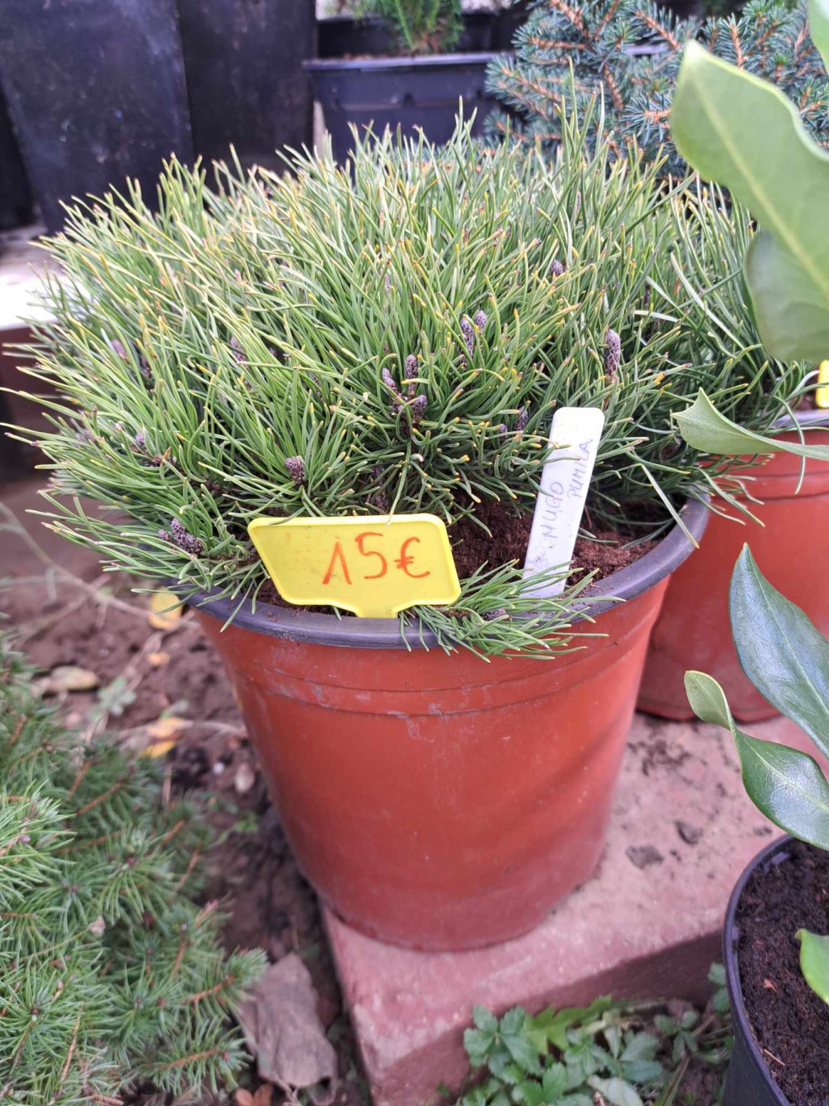 Planinski bor (Pinus mugo Pumilio)