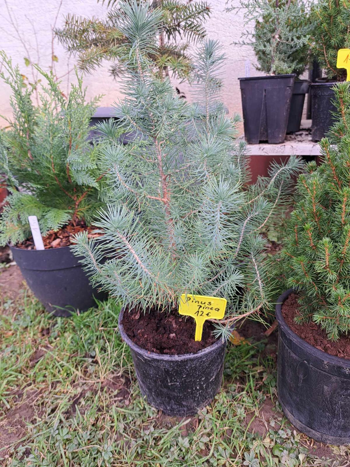 Pinus pinea Silver Crest
