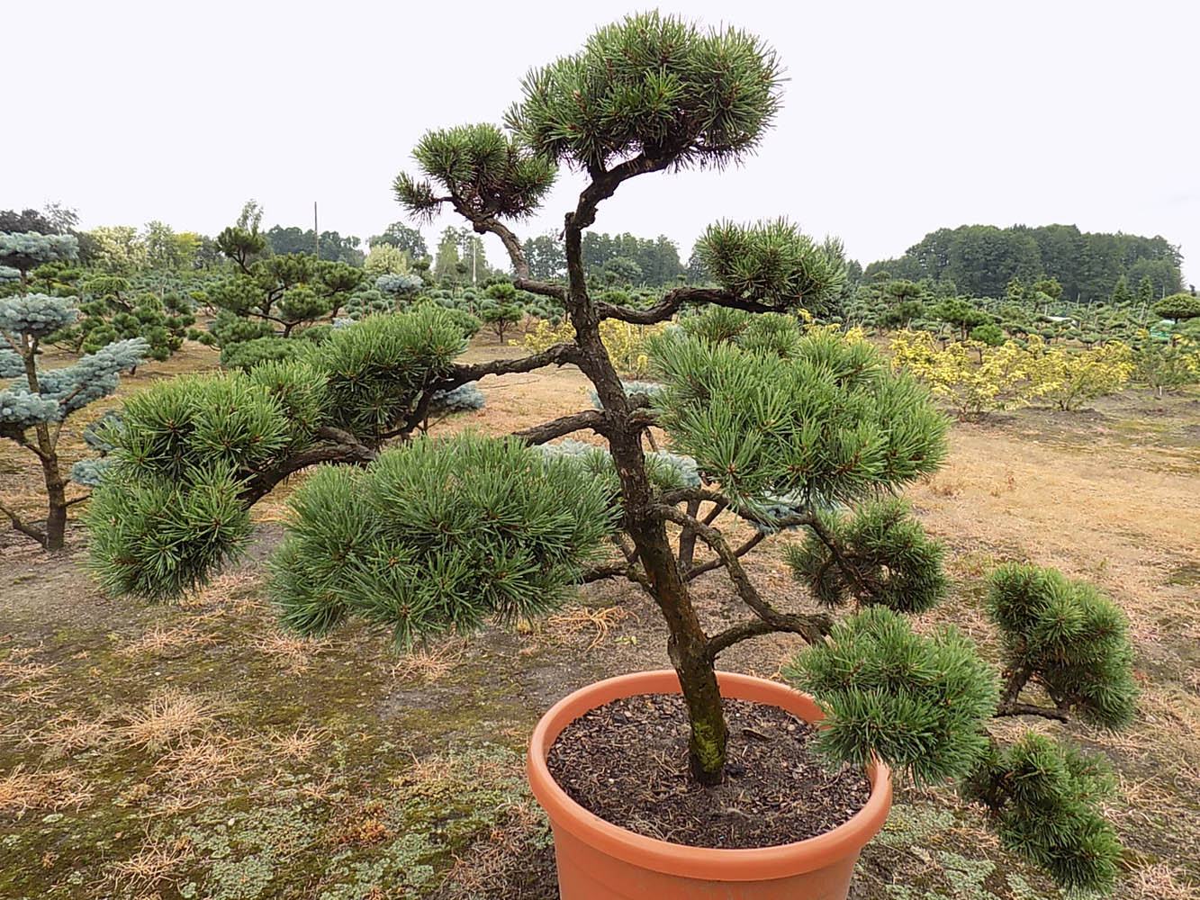 Pinus Nigra Japanski Planinski Bor Bonsai Topiari Niwaki 450cm Dostava
