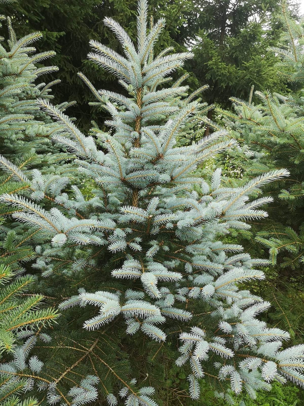Prodajem nordijske i obične smreke, Bozičćna drvca