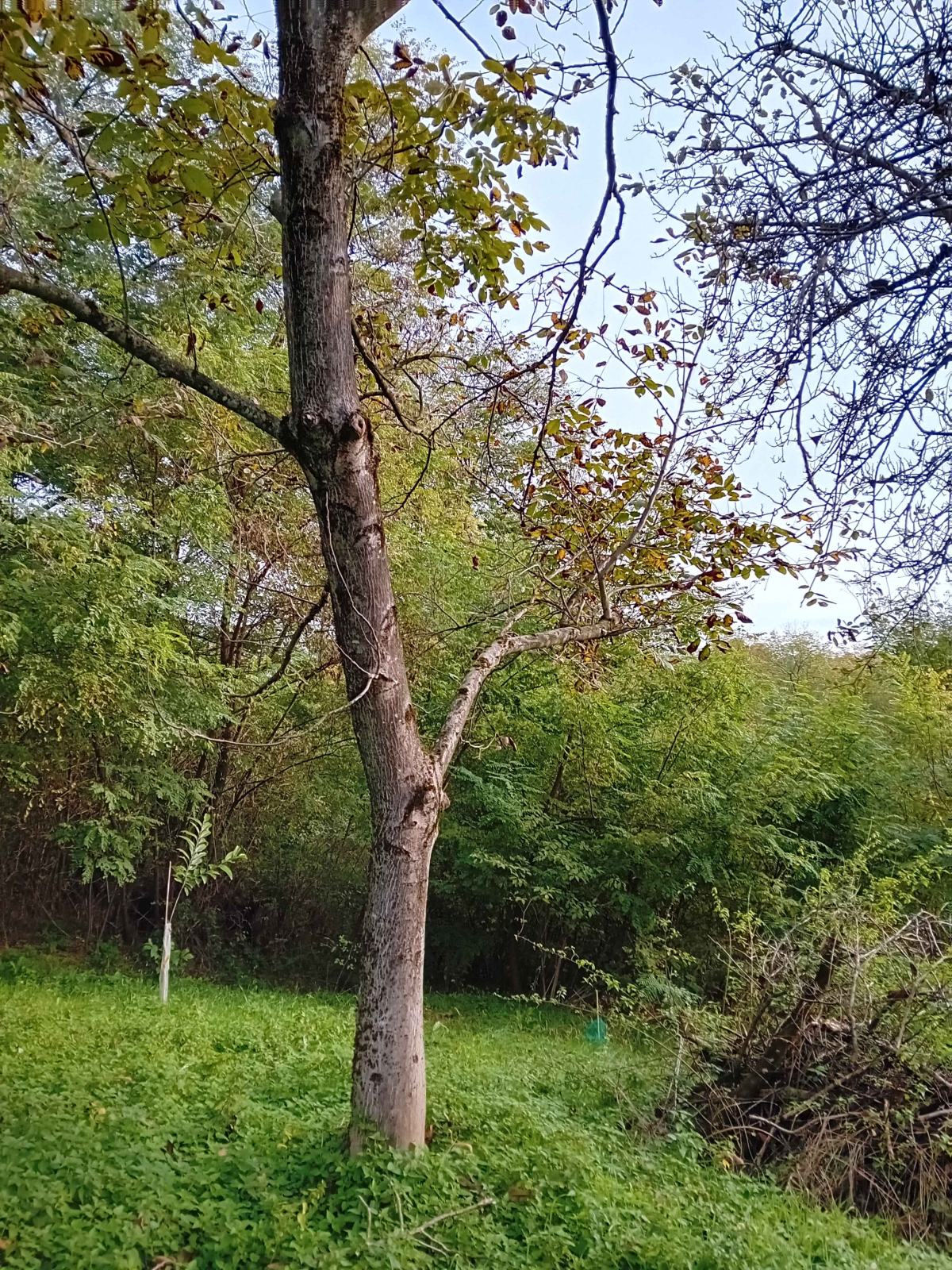 PRODAJEM STABLA ORAHA