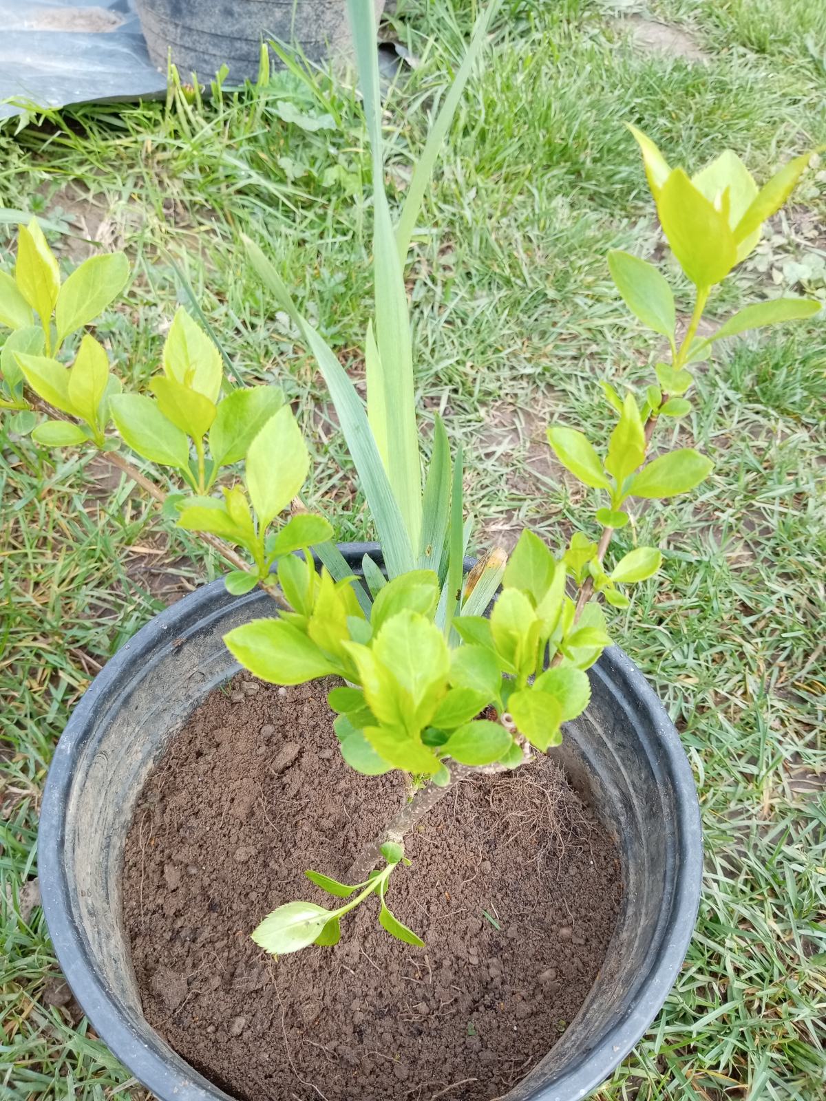 POPUST 15 %Prodaju se 2 g. sadnice UKRASNOG GRMA ŽUTE FORZICIJE