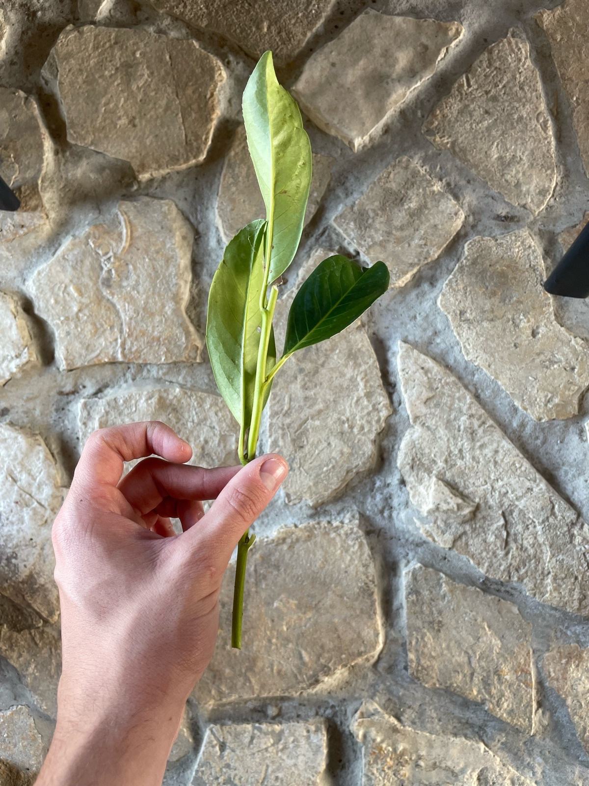 REZNICE LOVOR VIŠANJA