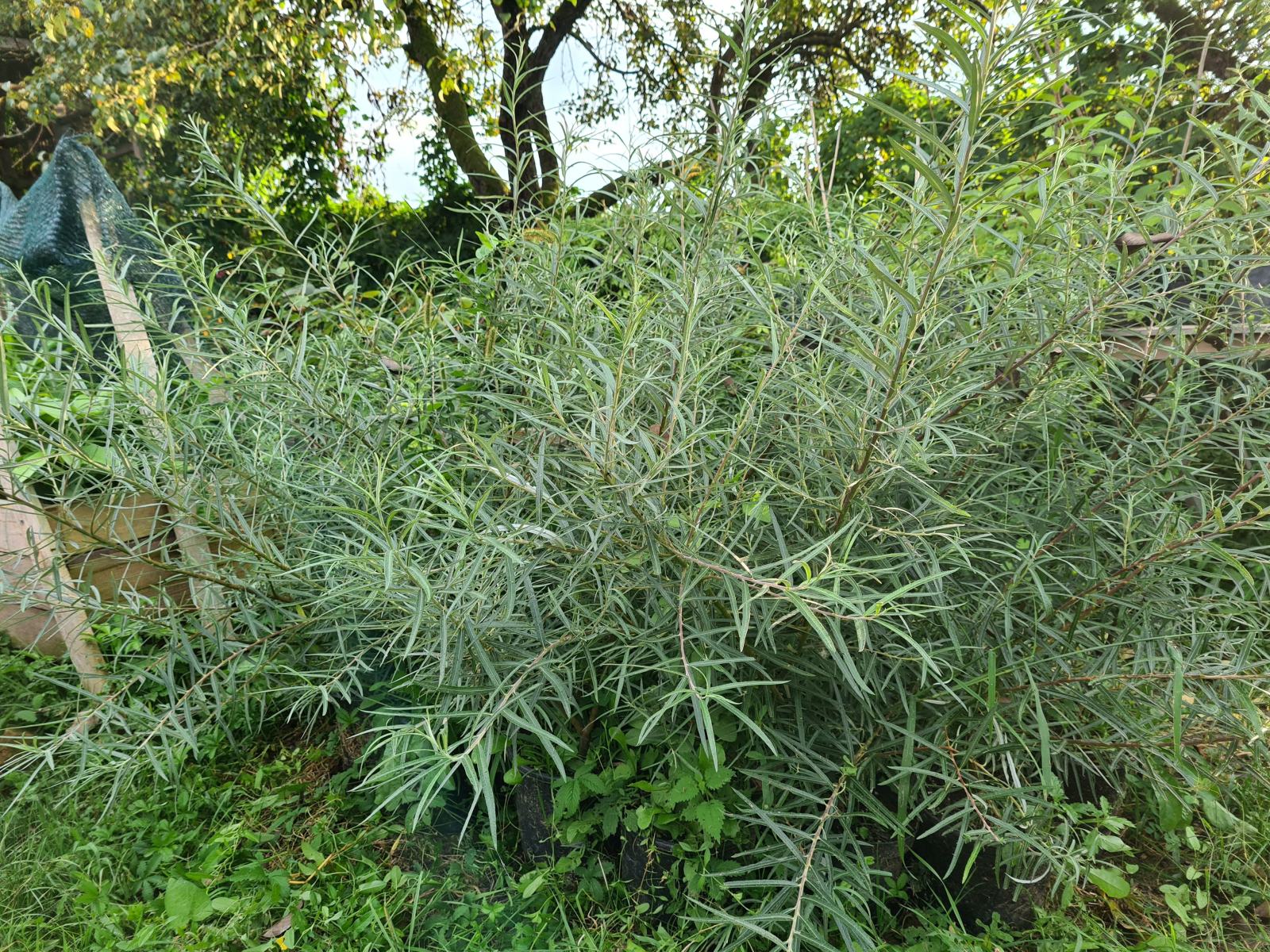 Ružmarin vrba - Salix Rosmarinifolia - reznice