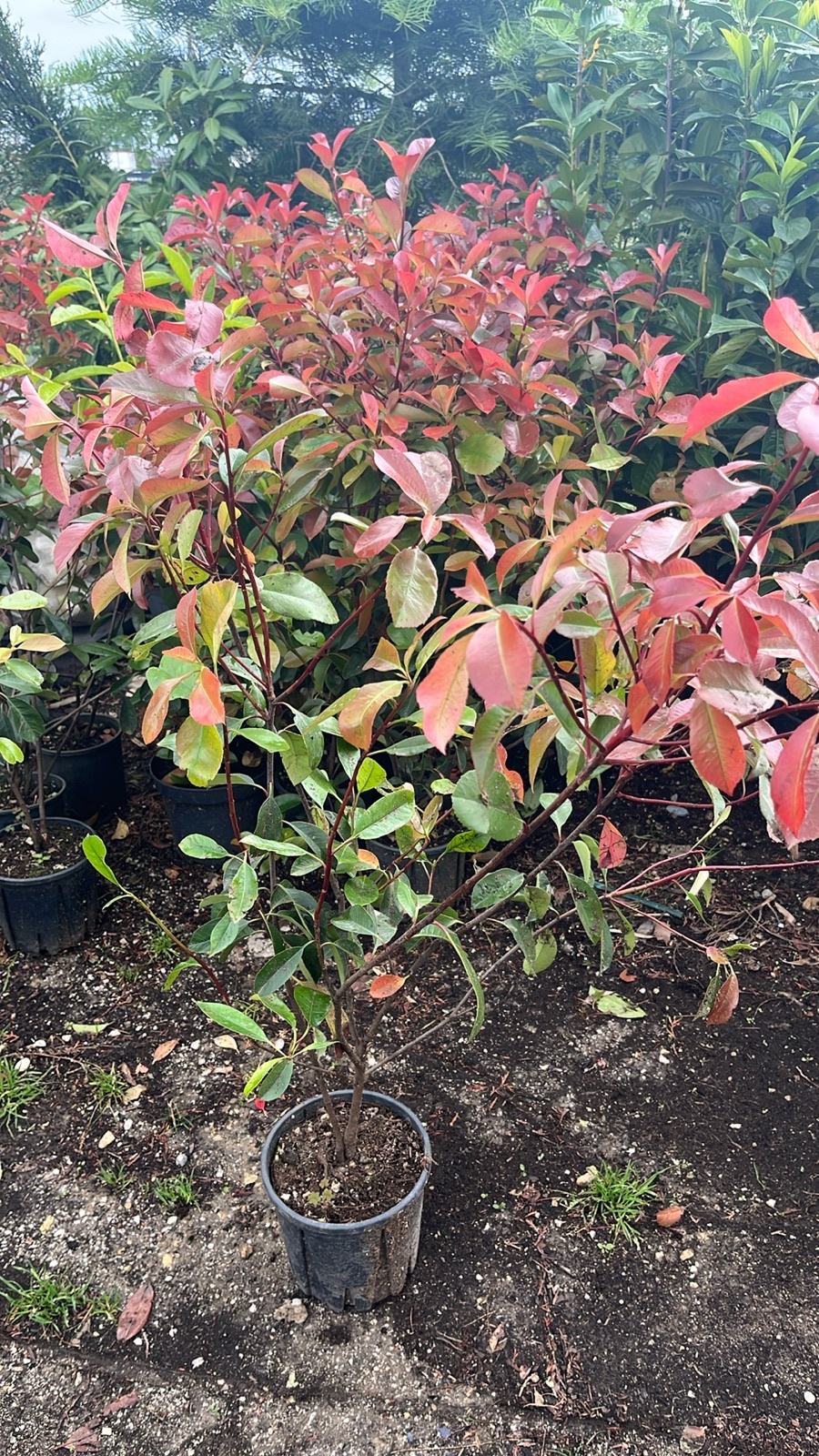 Sadnica Fotinija visina 80-100cm