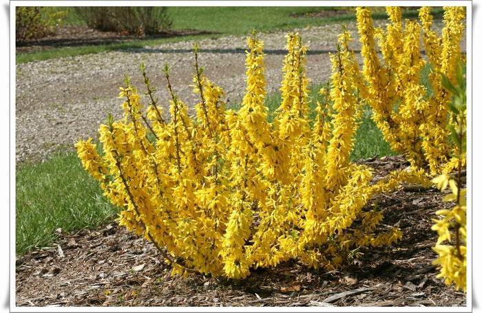 Sadnice forzicije u obliku kugle