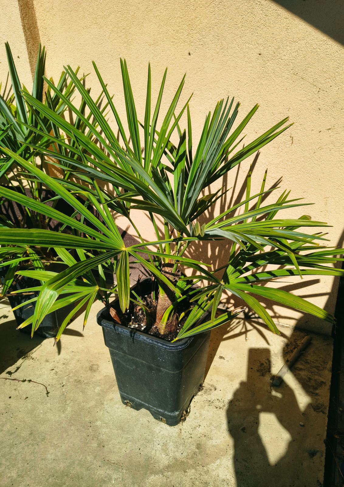 Sadnice lepezaste palme - Trachycarpus fortunei Bulgaria