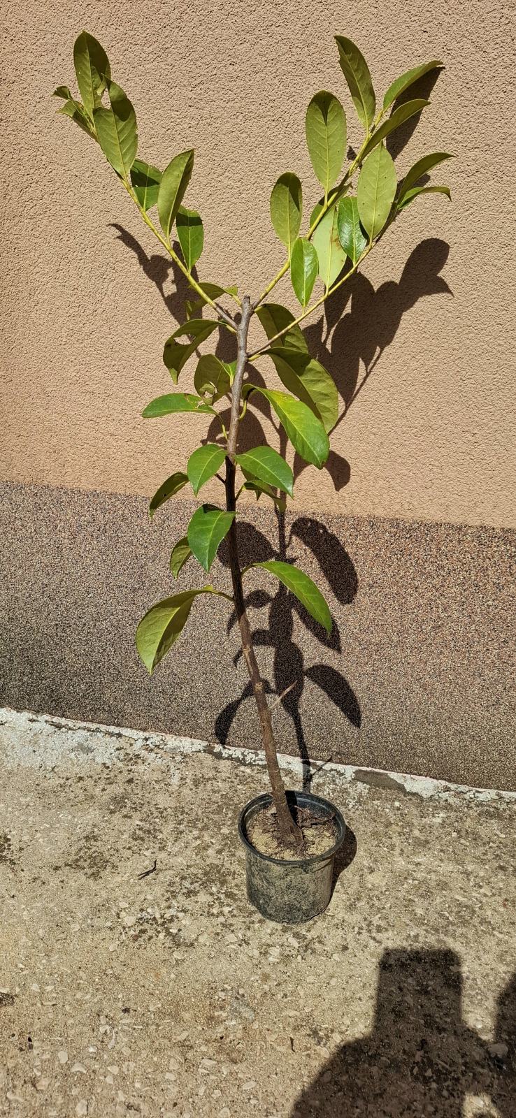 PRILIKA Sadnice lovor visnja 60-70cm vec rezane 2x