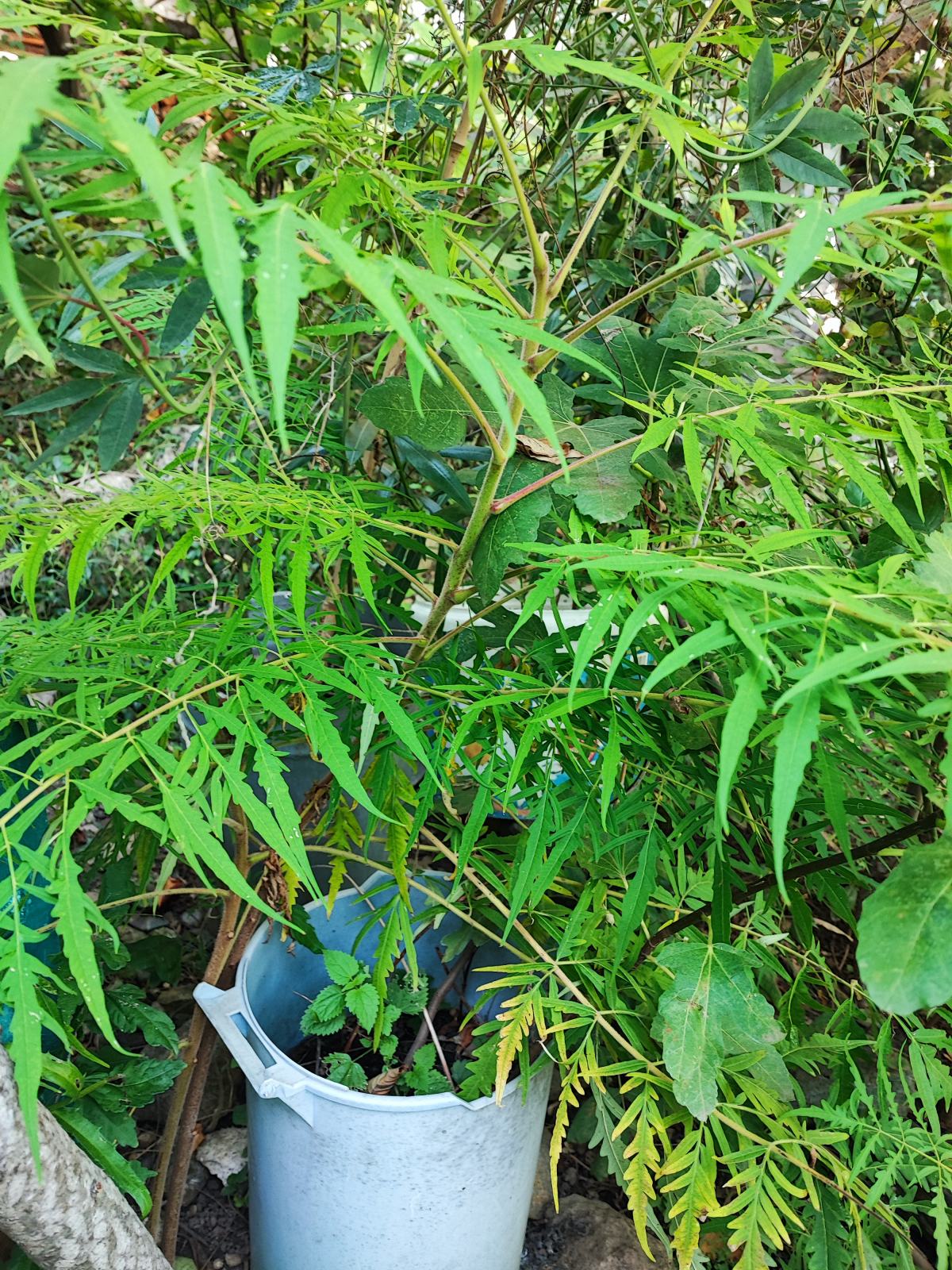 Sadnice nebeskog drveta kiseli ruj